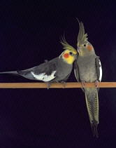 MINHAS AVES: Calopsita cores